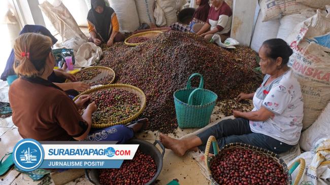 Harga Kopi Robusta di Magetan Naik, Tembus Rp 125 Ribu Kg