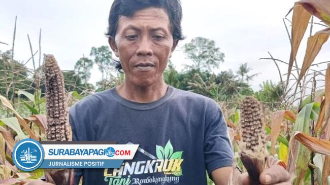 Diserang Hama Tikus, Petani di Lumajang Meringis: Jagung - Cabai Rusak ...